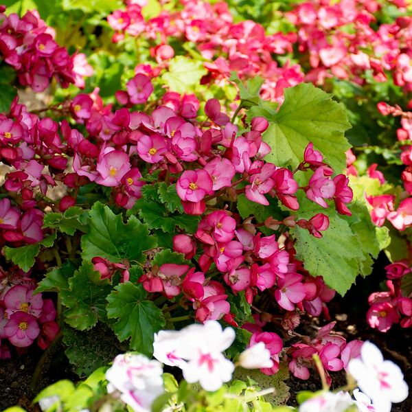 Begonia Dreams® Garden 'MacaRose' | White Flower Farm