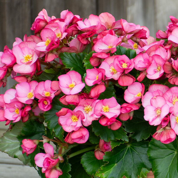 Begonia Dreams® Garden 'MacaRose' | White Flower Farm