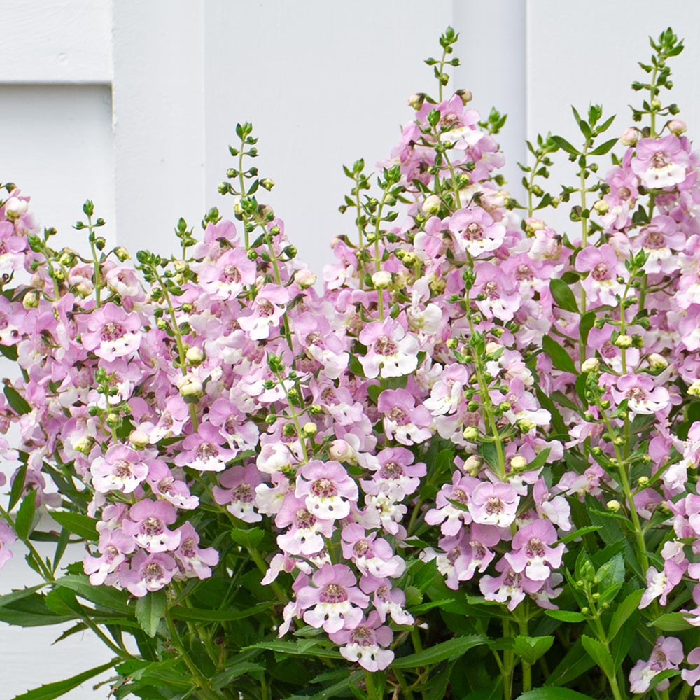 Angelonia angustifolia Alonia™ Big Bicolor Pink Improved | White Flower ...