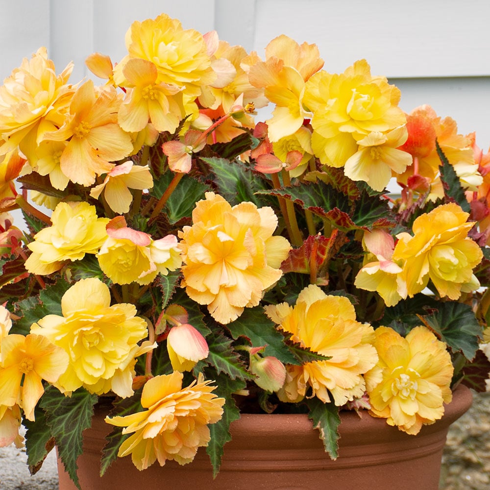 Begonia I'Conia® Portofino Citrix | White Flower Farm