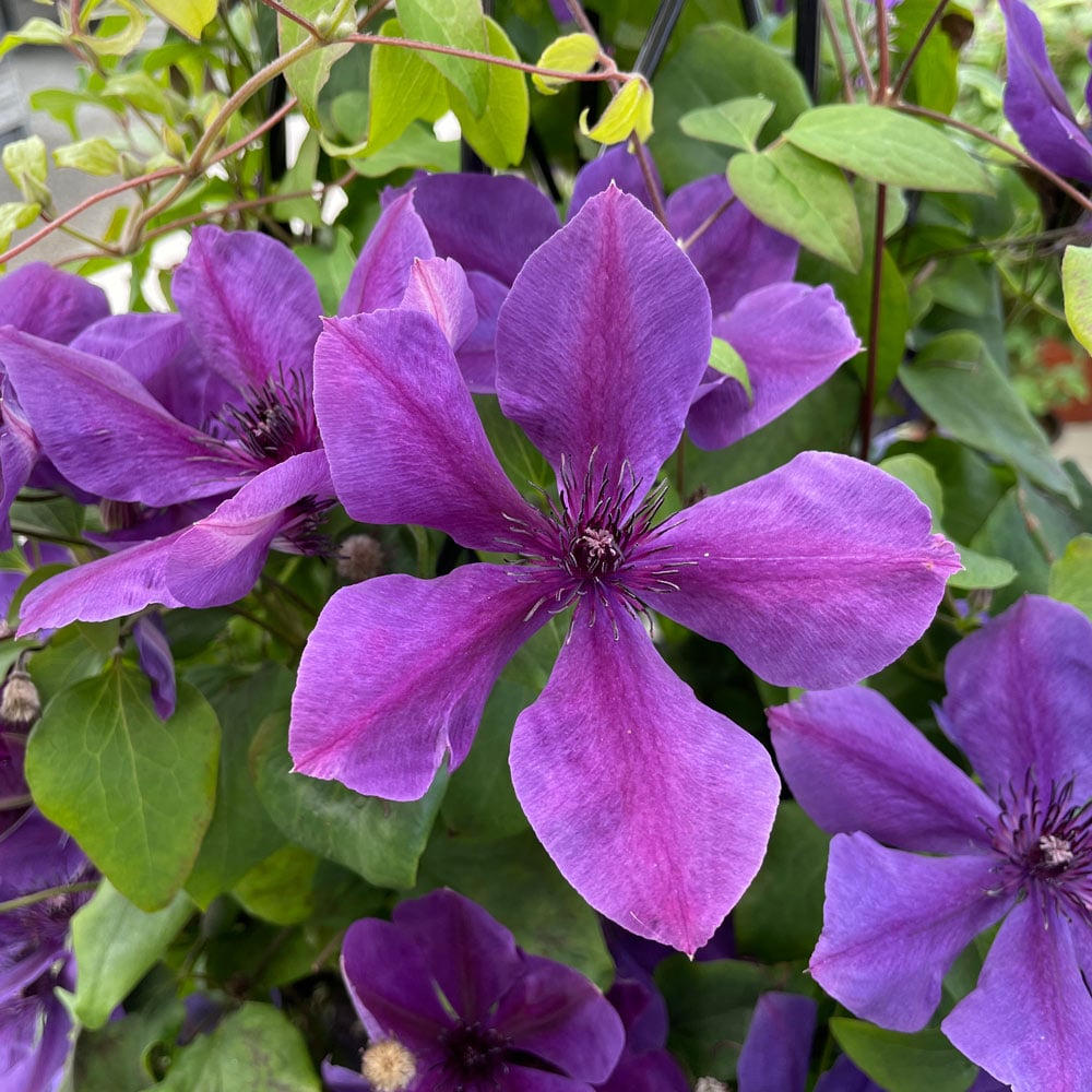 Clematis Ravel™ Boulevard® | White Flower Farm