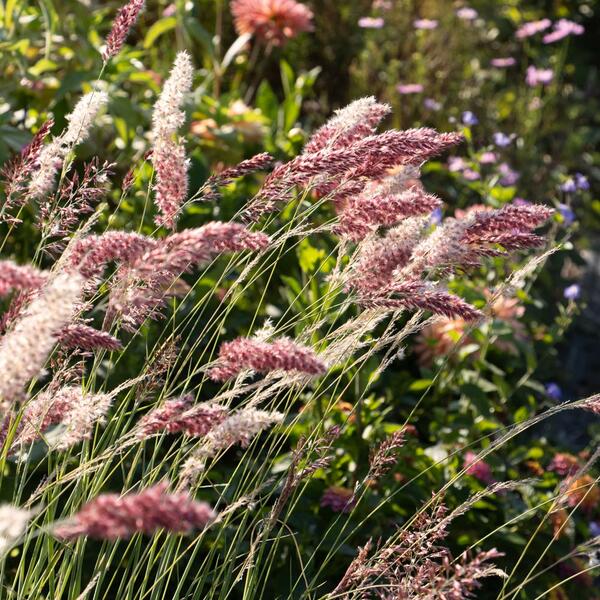 Melinis nerviglumis 'Savannah' | White Flower Farm