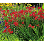 Rhododendron mucronulatum Cornell Pink | White Flower Farm