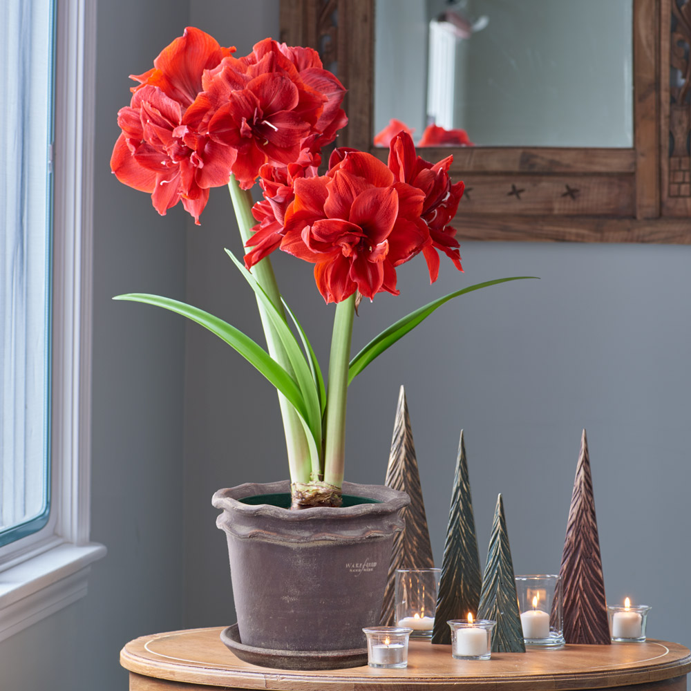 Amaryllis ‘Red Toro’ | White Flower Farm