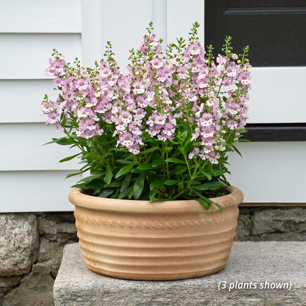 Angelonia angustifolia Alonia™ Big Bicolor Pink Improved | White Flower ...