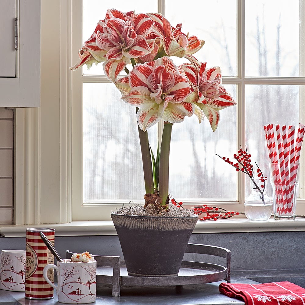 Amaryllis Kits | White Flower Farm