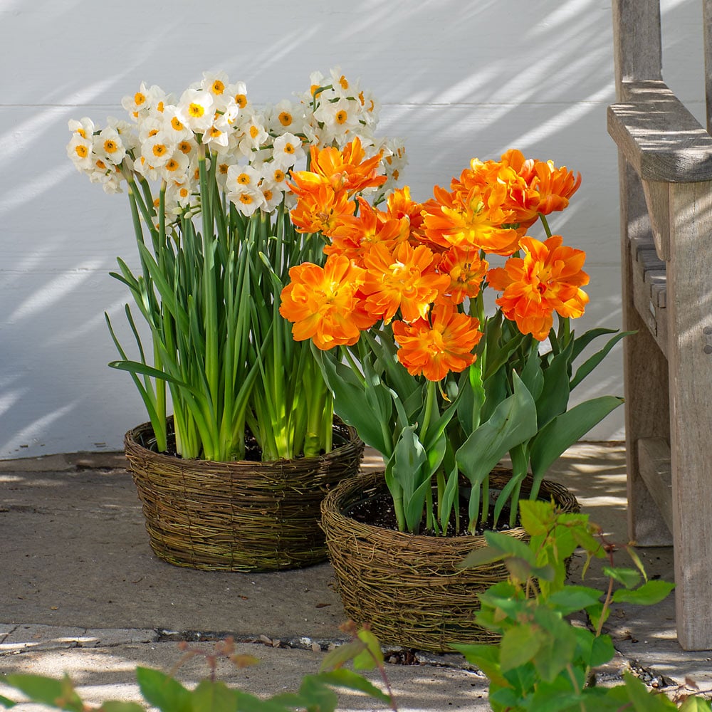 Ready-to-Bloom Bulb Pots & Baskets | White Flower Farm