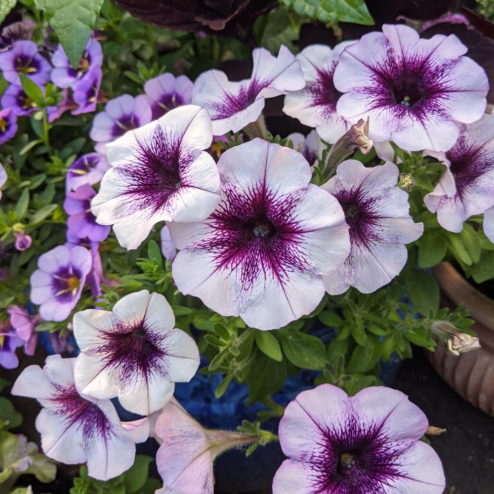 Petunia Surfinia® Heavenly Amethyst Burst | White Flower Farm