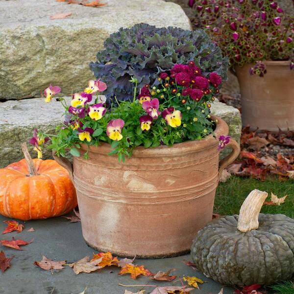 Mulled Wine Fall Container Garden | White Flower Farm