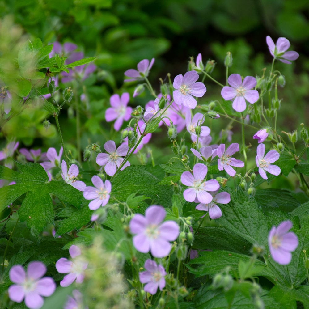 Wild Geranium Cuttings