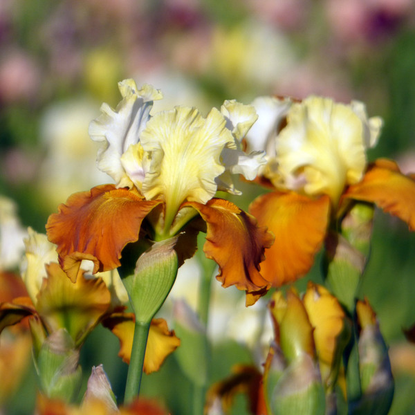 Iris germanica 'Fall Fiesta' | White Flower Farm