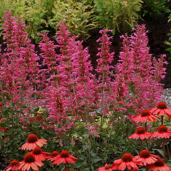 Agastache 'Morello' | White Flower Farm