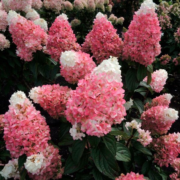 Hydrangea paniculata Magical® Ruby Snow | White Flower Farm