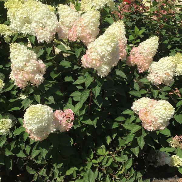 Hydrangea paniculata Magical® Ruby Snow | White Flower Farm