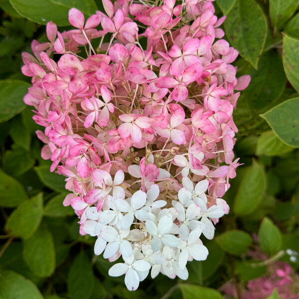Hydrangea paniculata Magical® Ruby Snow | White Flower Farm