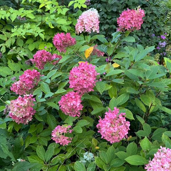 Hydrangea paniculata Magical® Ruby Snow | White Flower Farm