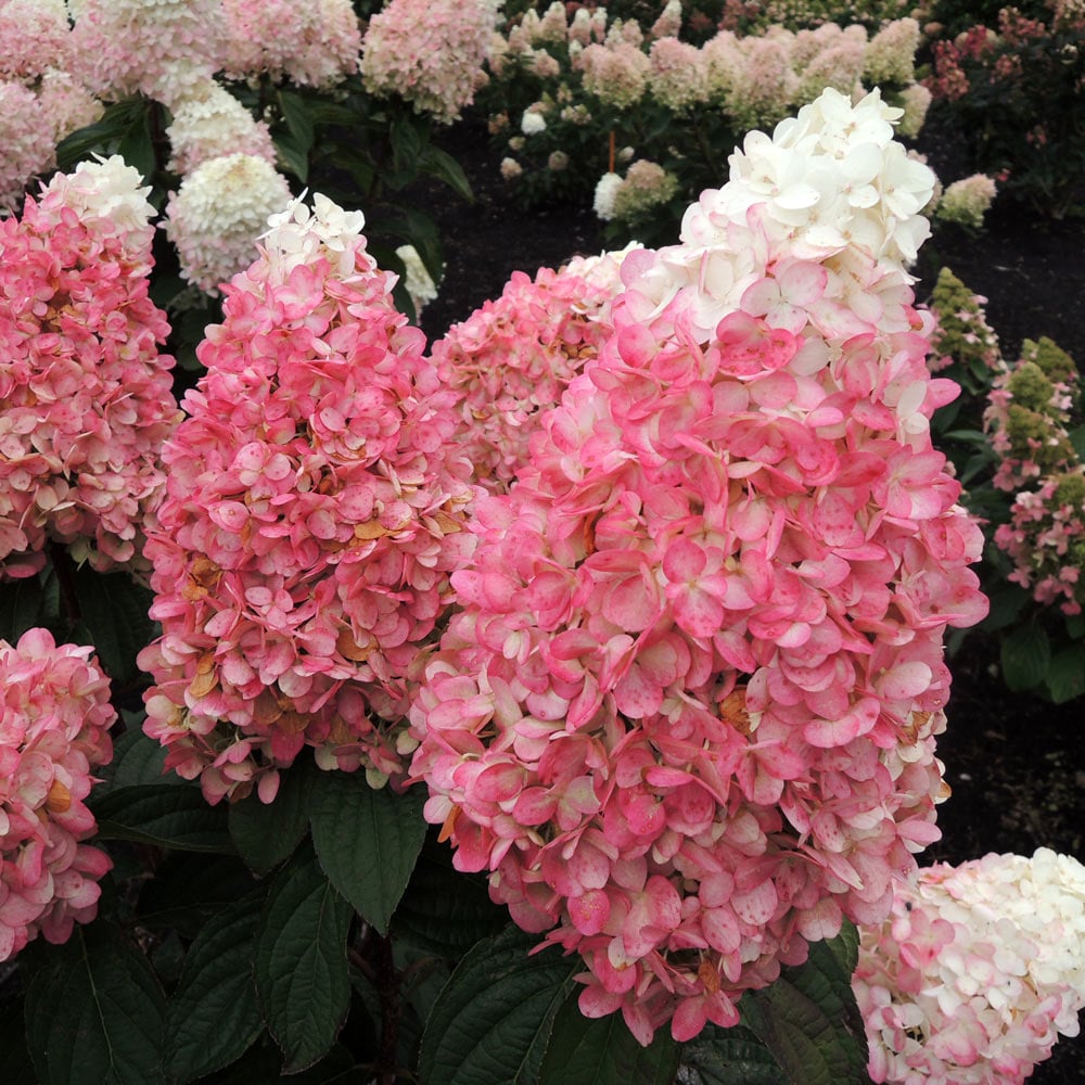 Hydrangea paniculata Magical® Ruby Snow | White Flower Farm