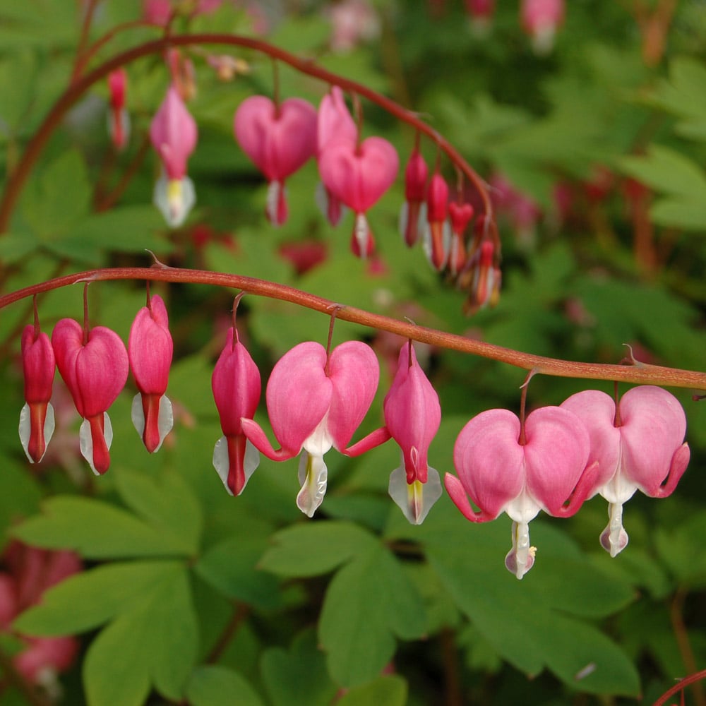 dicentra spectabilis native range