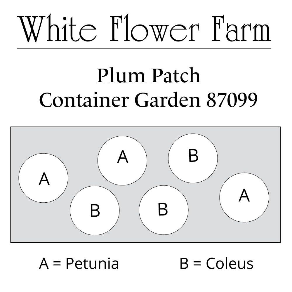 Plum Patch Container Garden | White Flower Farm