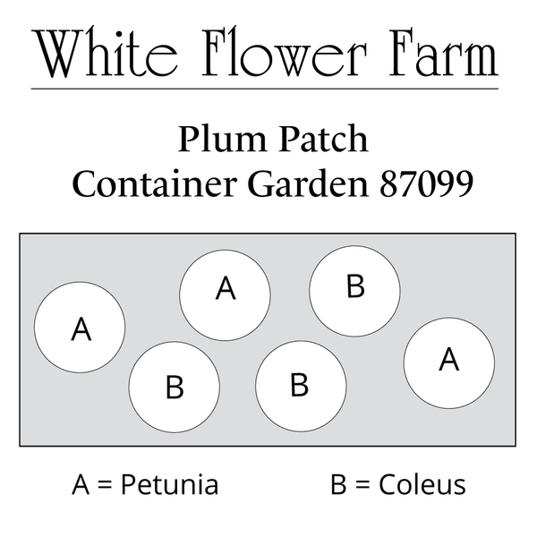 Plum Patch Container Garden | White Flower Farm
