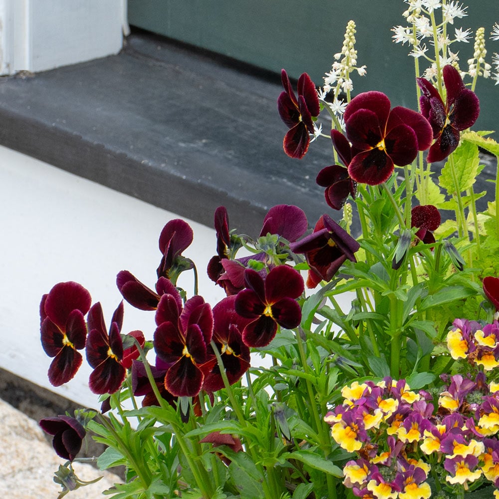 viola cornuta cuidados