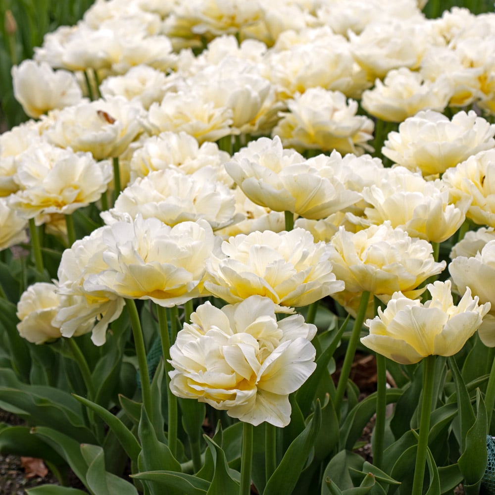 Tulip 'Avant Garde' | White Flower Farm