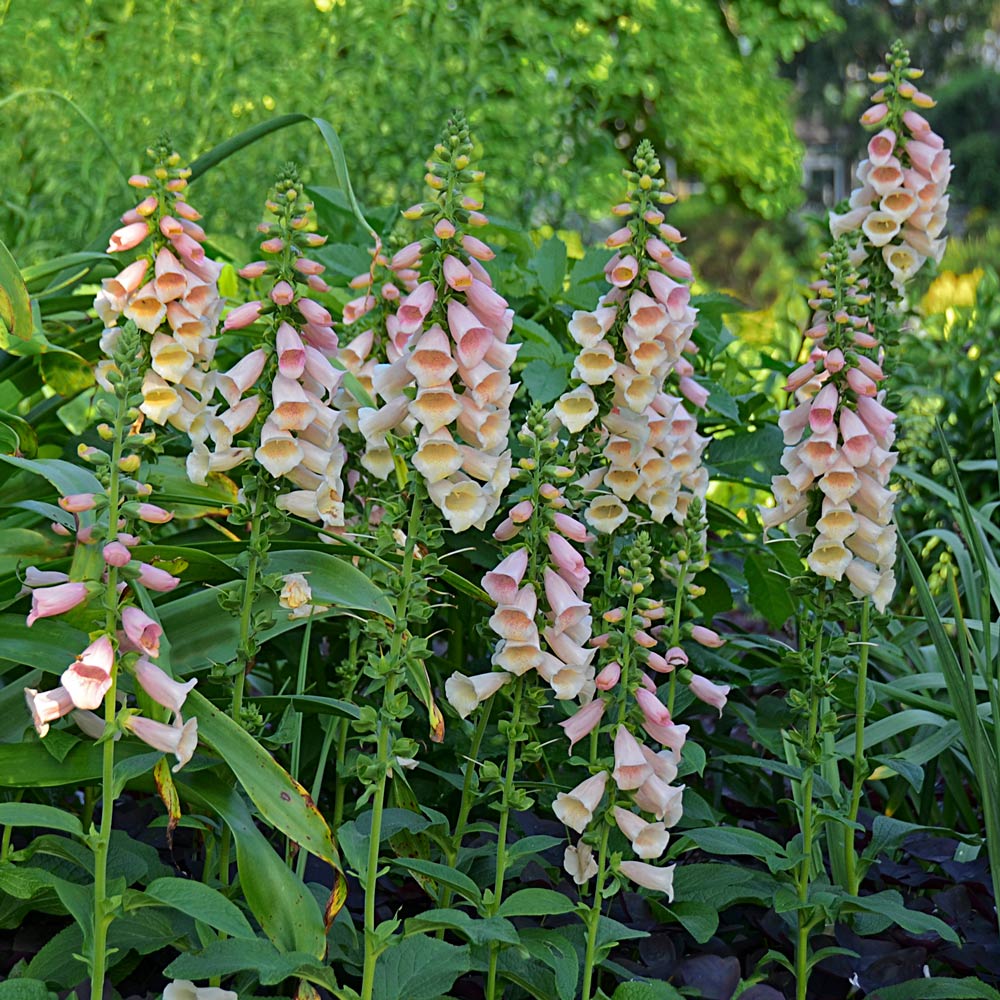 peach foxgloves