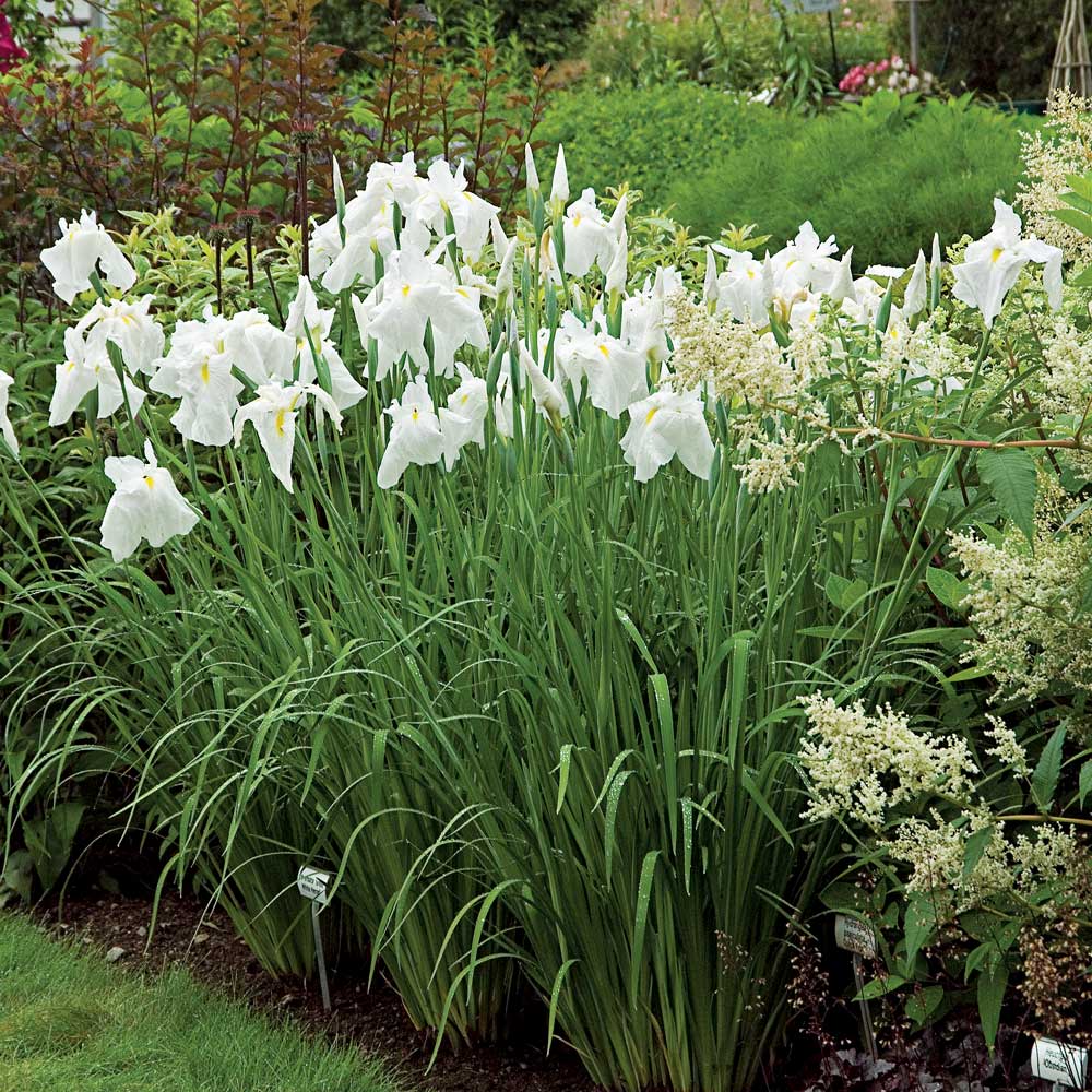 white iris est