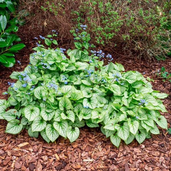 Brunnera macrophylla | White Flower Farm