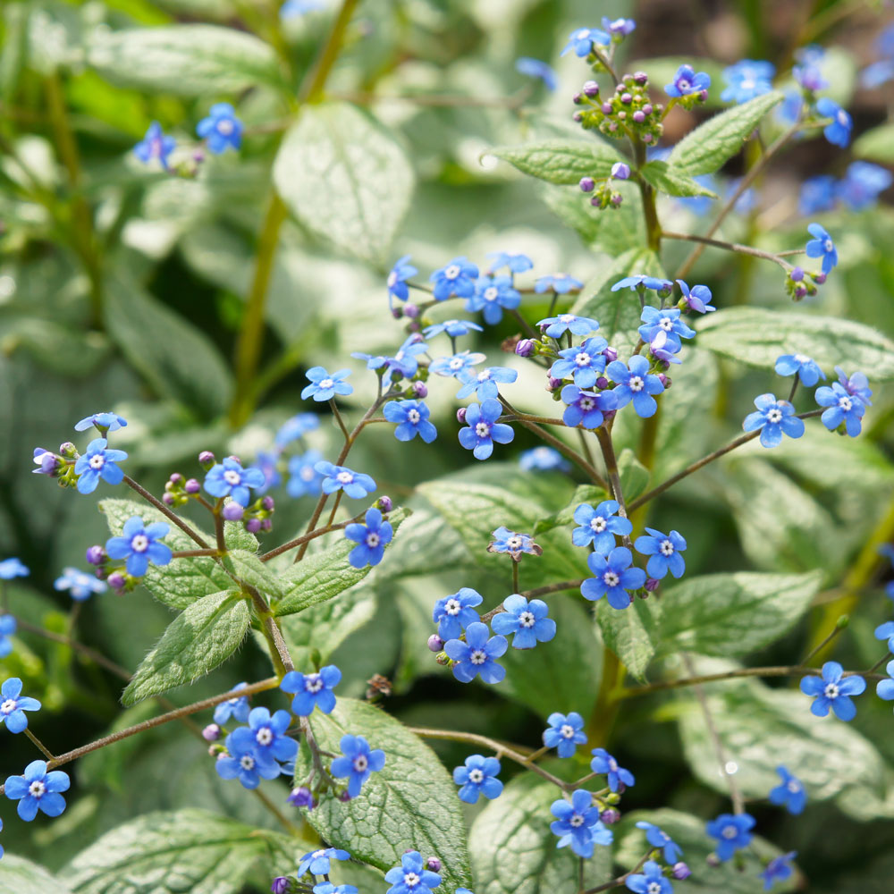 Brunnera macrophylla | White Flower Farm