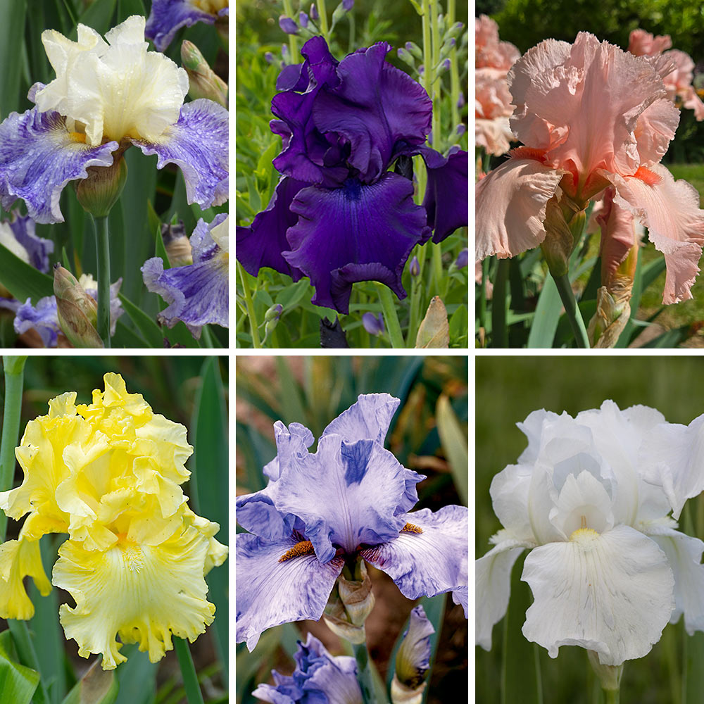 Summer Twilight Bearded Iris Collection - 6 plants | White Flower Farm