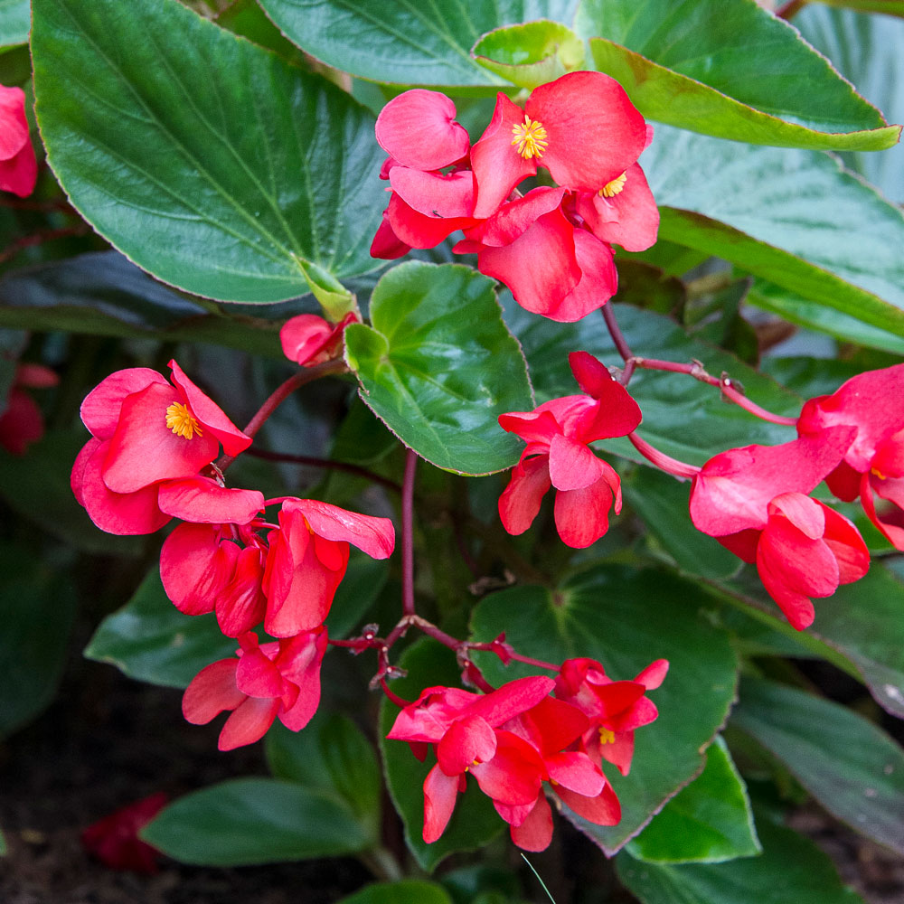 Begonia Dragon Wing® Red | White Flower Farm