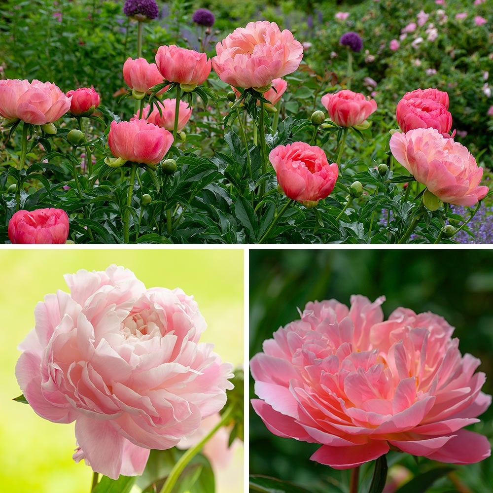 Award-Winning Peony Trio | White Flower Farm