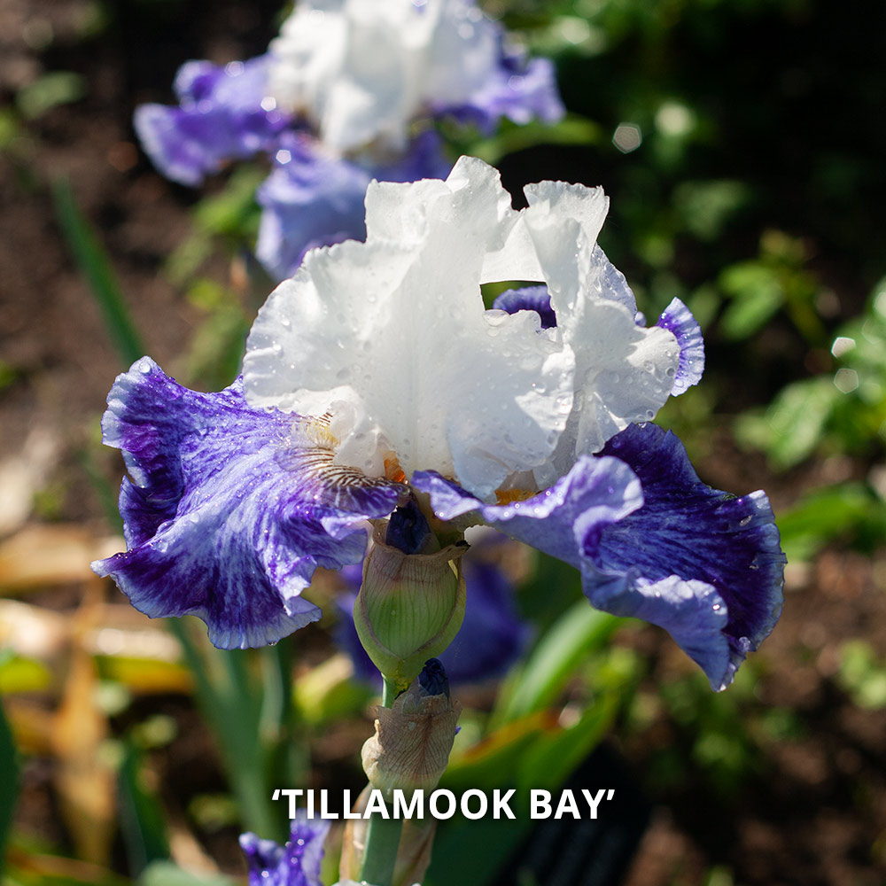 Summer Twilight Bearded Iris Collection - 6 plants | White Flower Farm