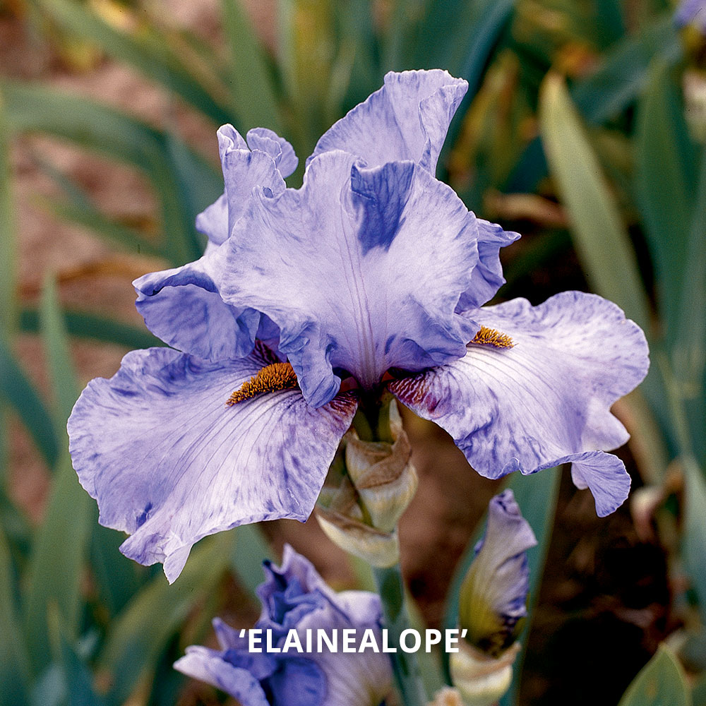 Summer Twilight Bearded Iris Collection - 6 plants | White Flower Farm