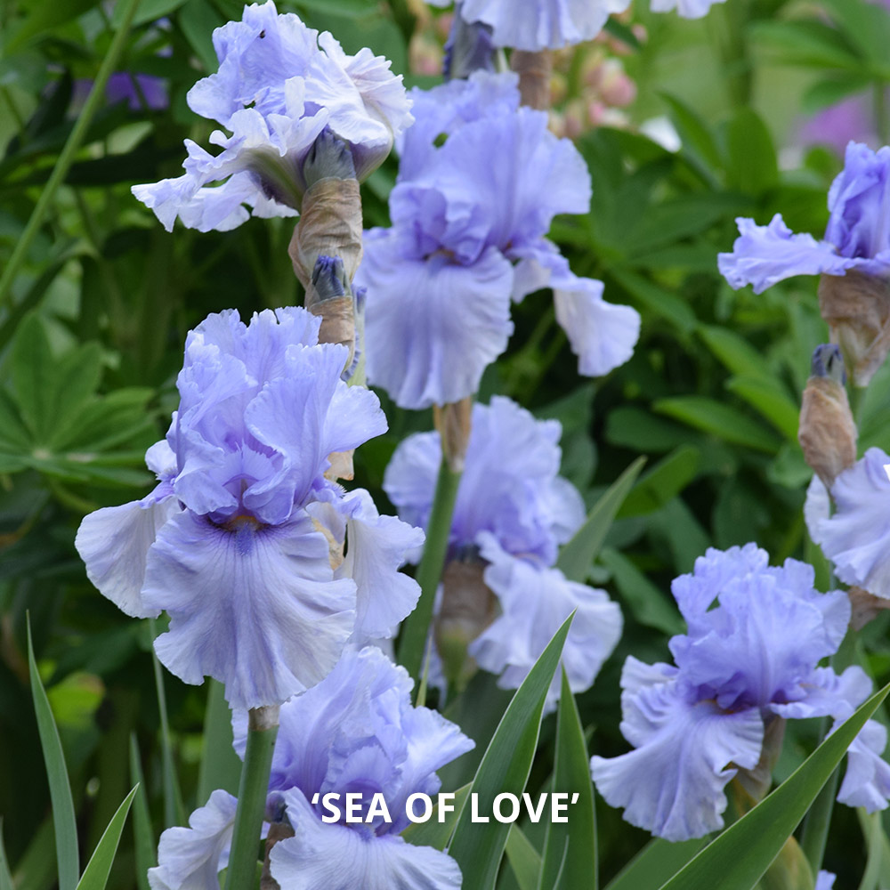 Summer Twilight Bearded Iris Collection - 6 plants | White Flower Farm