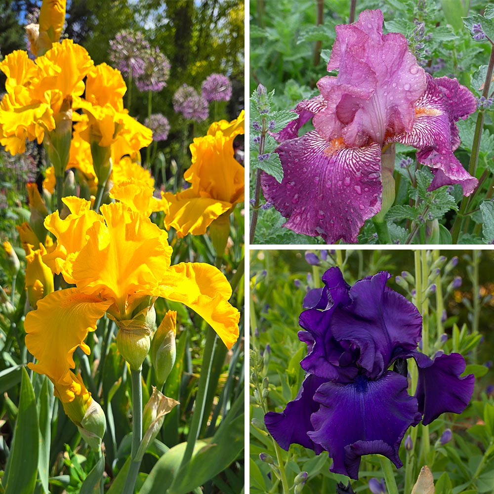 Bearded Iris Plant Size