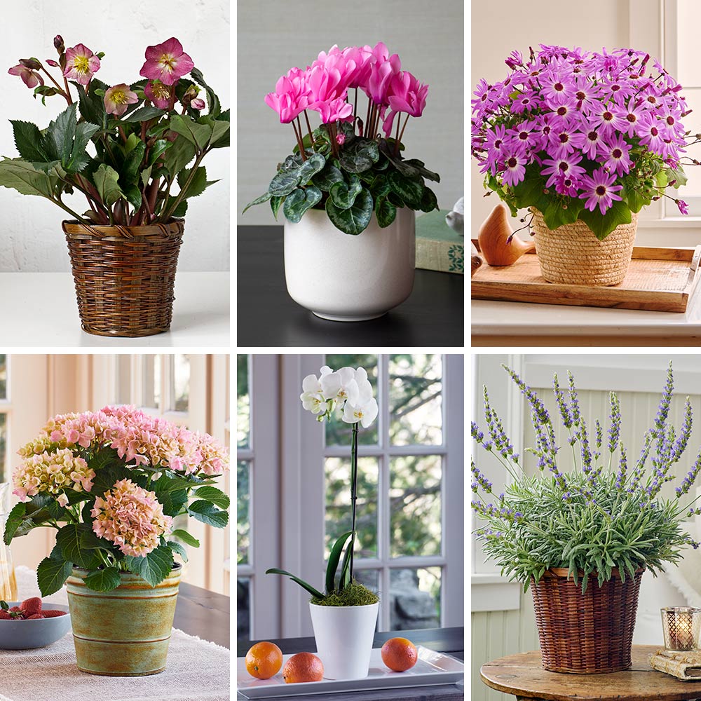 Indoor Potted Plants With Flowers