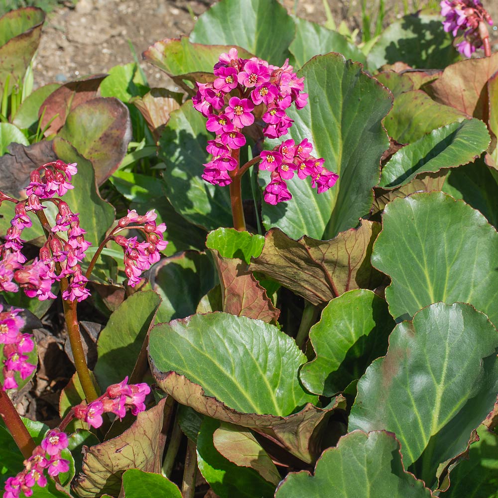 Bergenia cordifolia Winter Glow | White Flower Farm