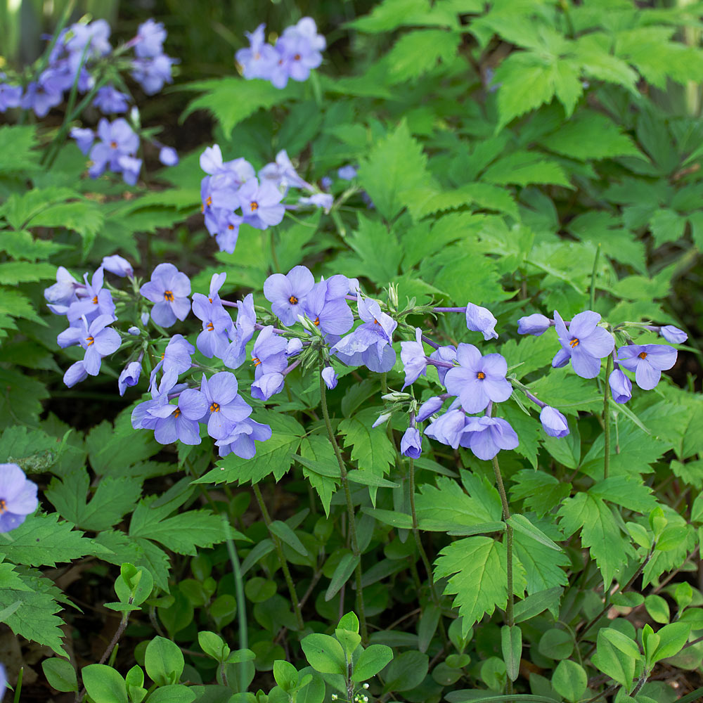 phlox stolonifera native range