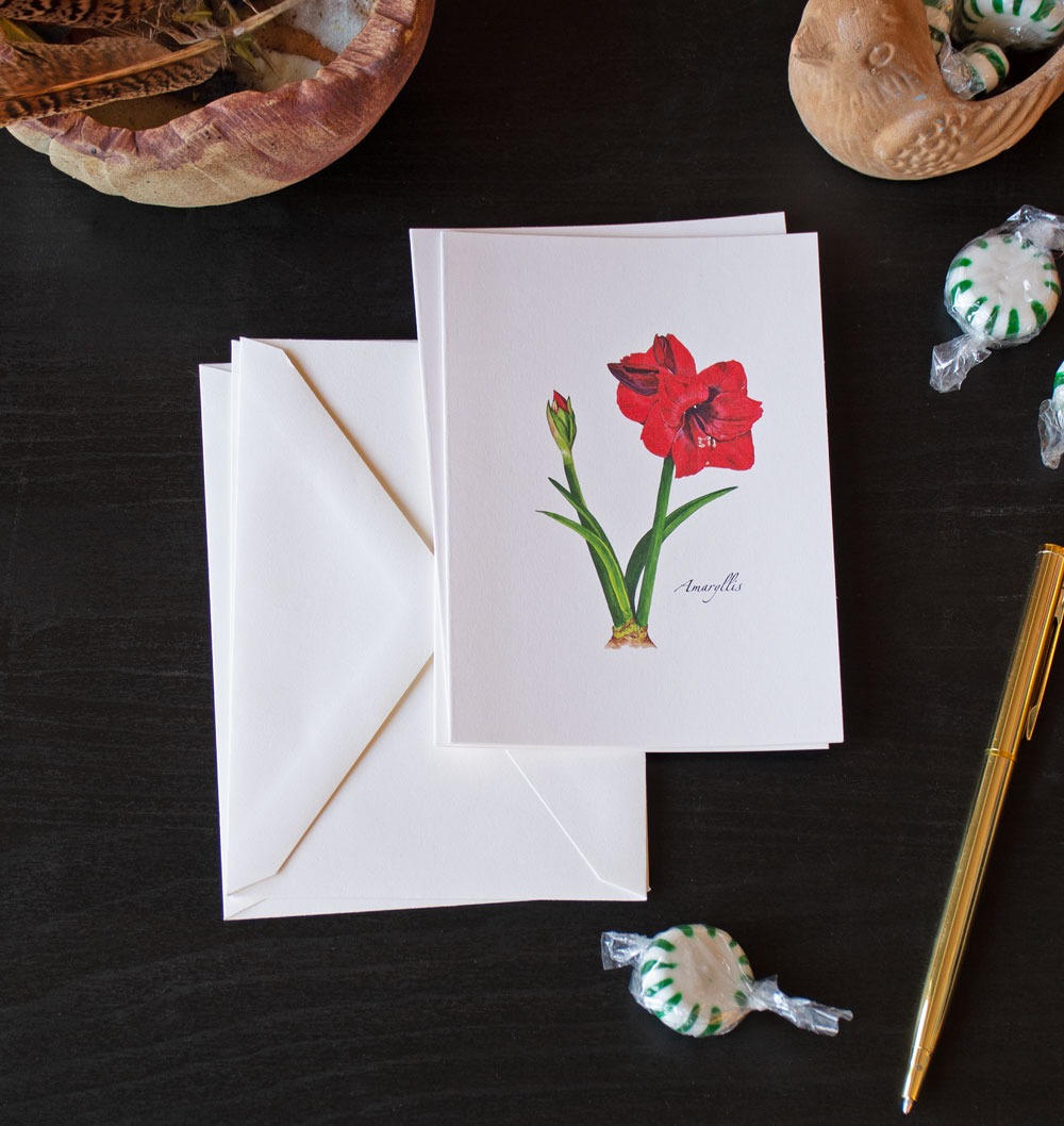 Amaryllis Note Cards, Set of 8 | White Flower Farm