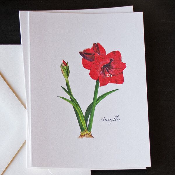 Amaryllis Note Cards, Set of 8 | White Flower Farm