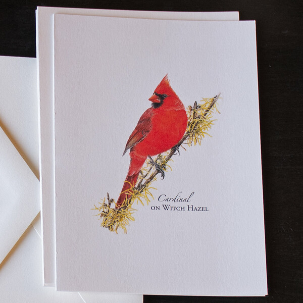 Cardinal on Witch Hazel Note Cards, Set of 8 | White Flower Farm