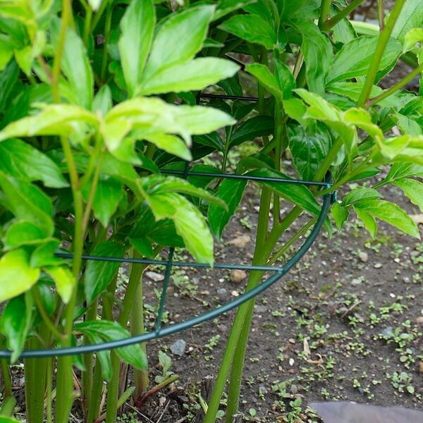 Grid Circle Plant Support | White Flower Farm