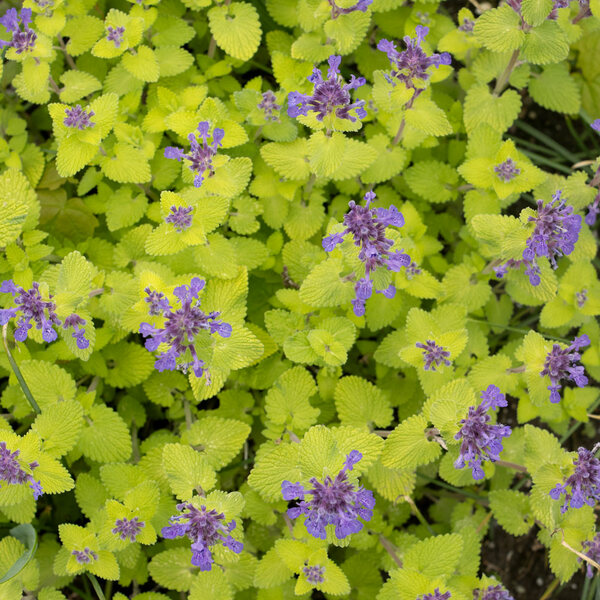 Nepeta 'Chartreuse on the Loose' | White Flower Farm