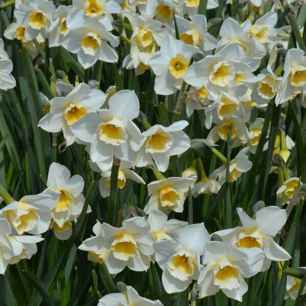 Scent of Spring Daffodil Mix | White Flower Farm
