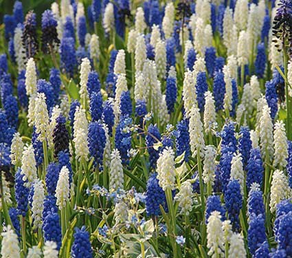 Muscari Mix - Singing the Blues | White Flower Farm