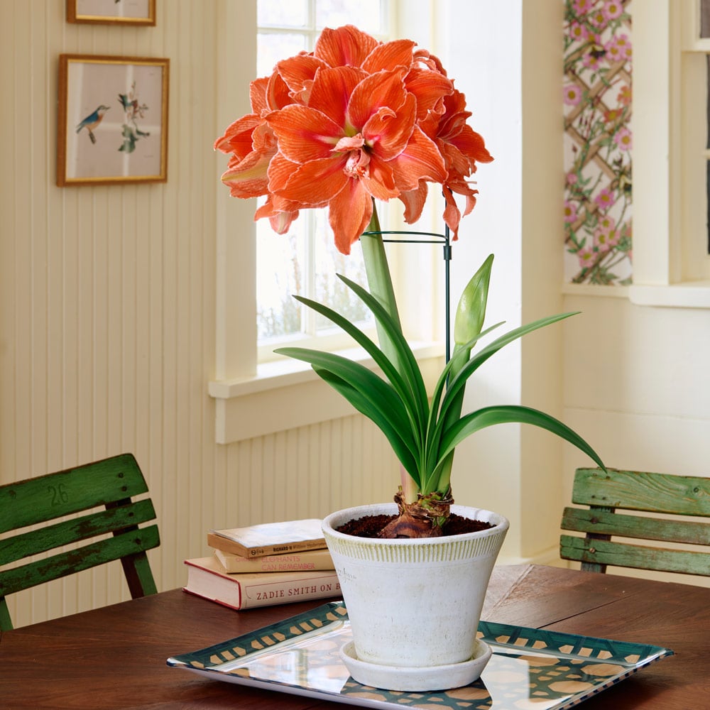 Amaryllis 'Double Minerva' | White Flower Farm