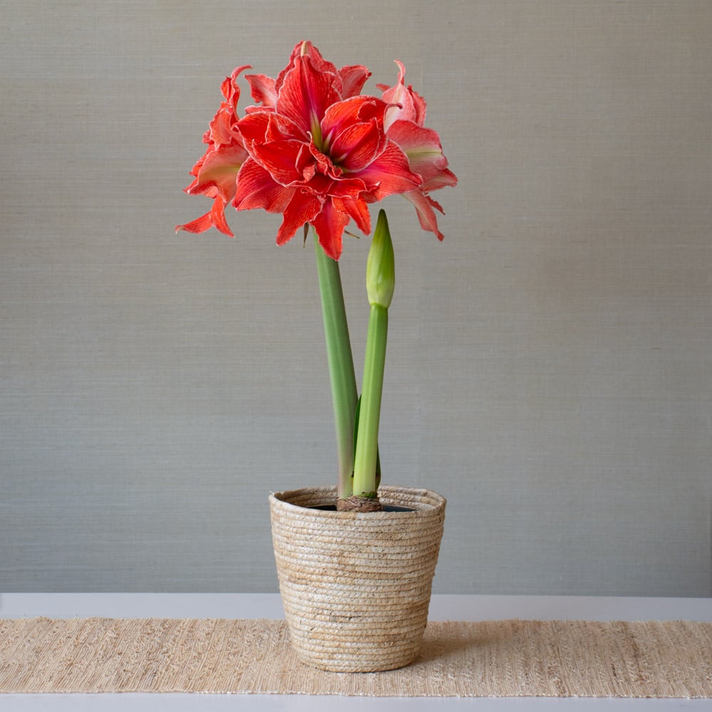 Amaryllis 'Double Minerva' | White Flower Farm