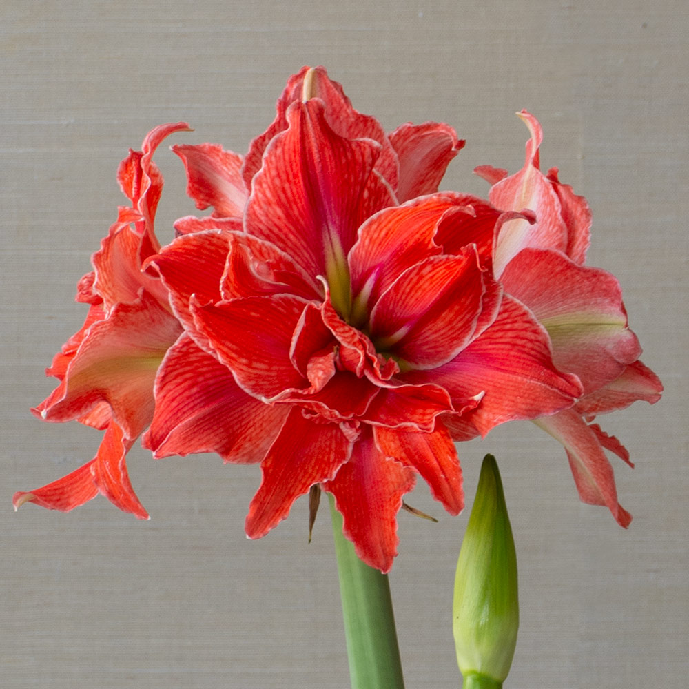Amaryllis 'Double Minerva' | White Flower Farm